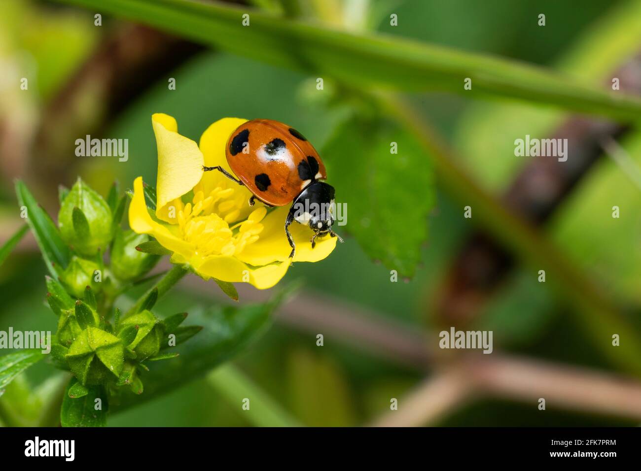 Seven-spotted ladybug (Coccinella septempunctata) on Flower of ...