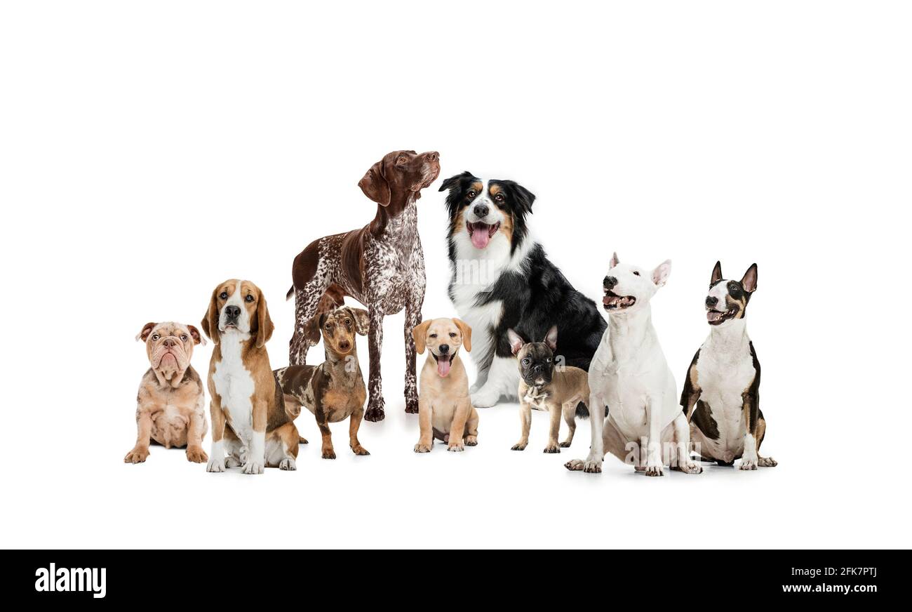 Art collage made of funny dogs different breeds posing isolated over white studio background ...