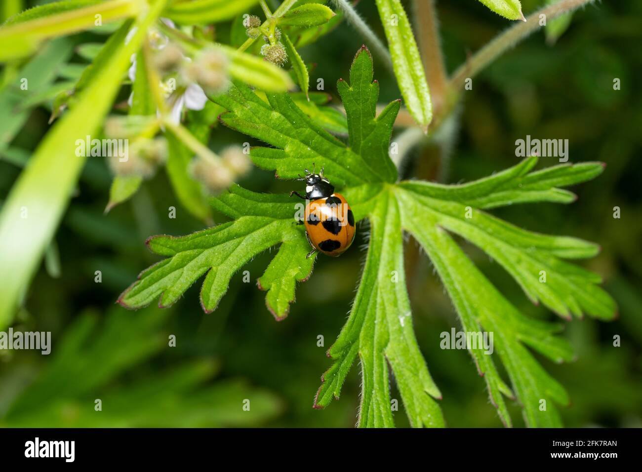 Seven-spotted ladybug (Coccinella septempunctata), Isehara City ...