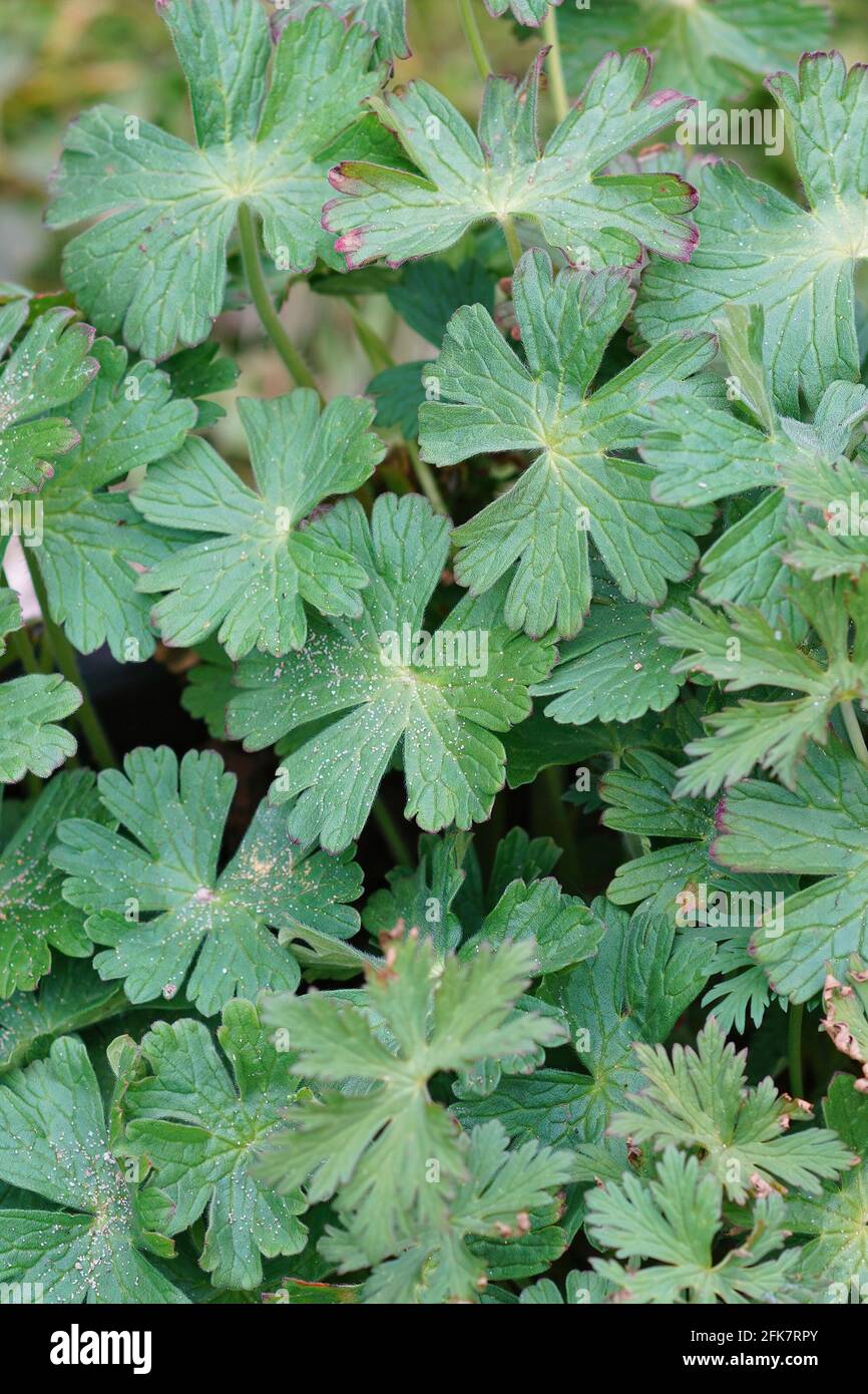 Vertical shot of leaf foliage of cranesbill, geranium Stock Photo - Alamy