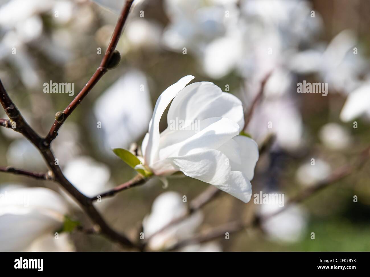 Beautiful white magnolia flowers in the spring season on the magnolia ...