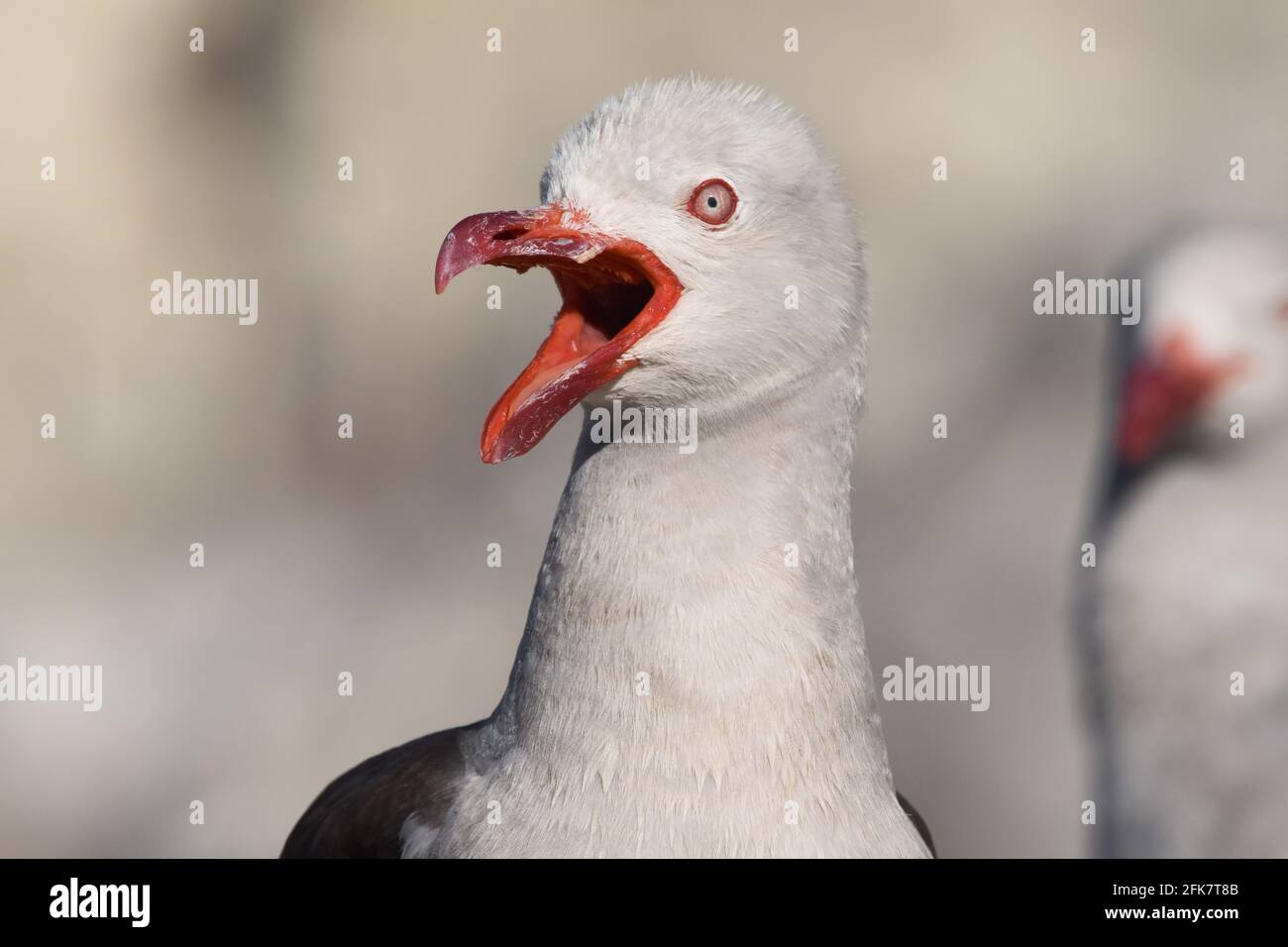 Seagull screaming hi-res stock photography and images - Alamy