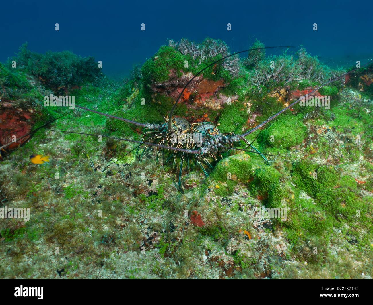 couple of lobsters underwater during a diving trip to brazil - Fernando ...