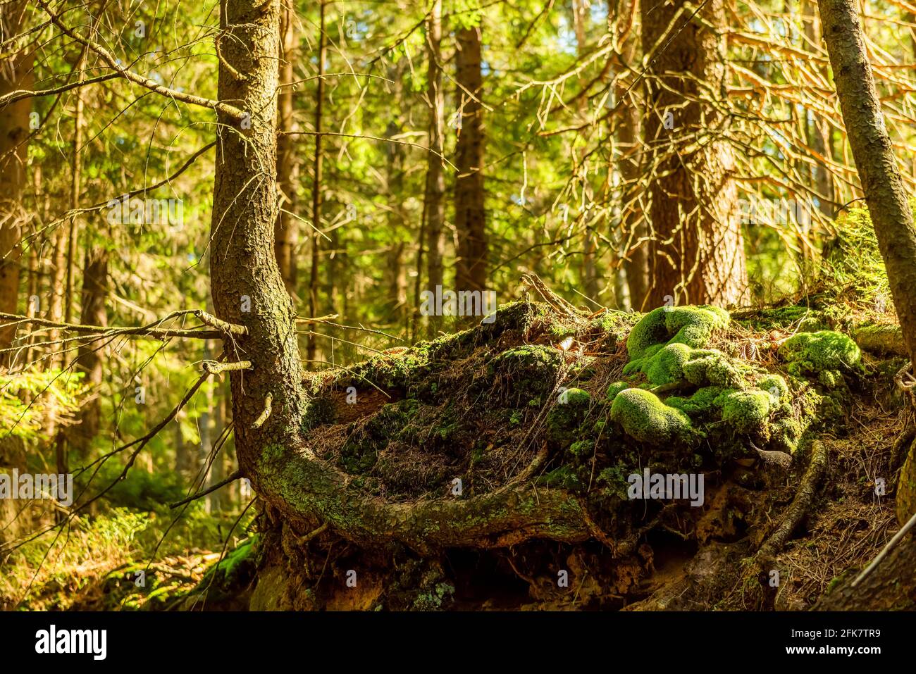 Trees in a deep forest in a mountains. Table mountain, nature ...
