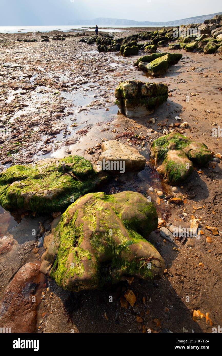 Compton,Bay,Iguanodon,footprint,casts,fossil,fossils,Wealden Beds ...