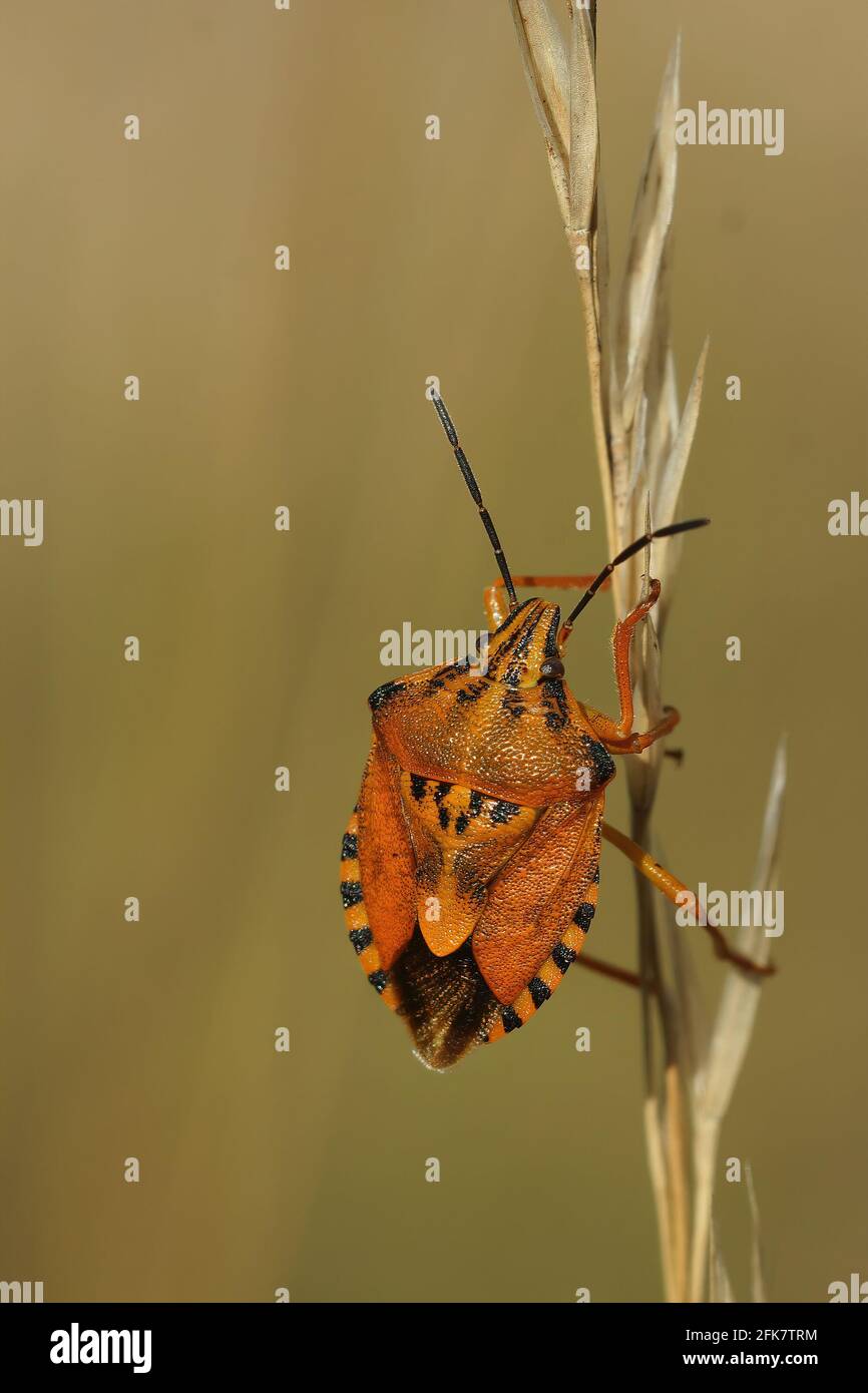 Red shield bug hi-res stock photography and images - Alamy