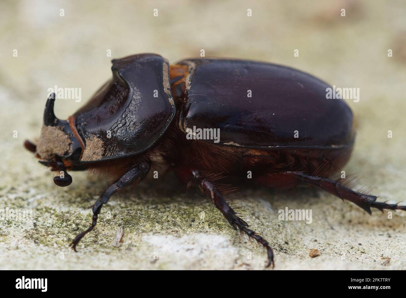 Closeup shot of the European rhinoceros beetle on a blurred background ...