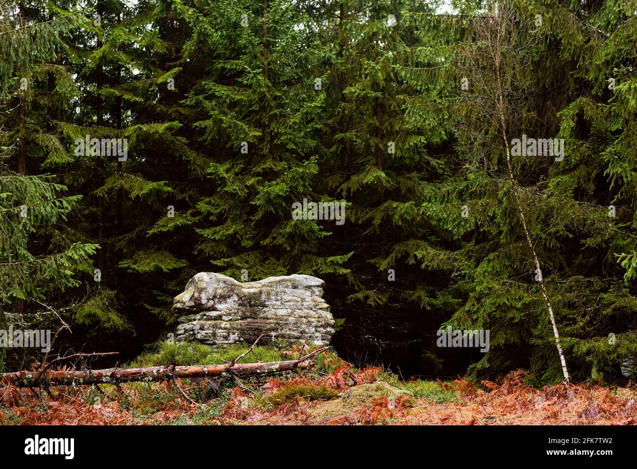 deep forest with stones and rocks of table mountain, wilderness natural ...