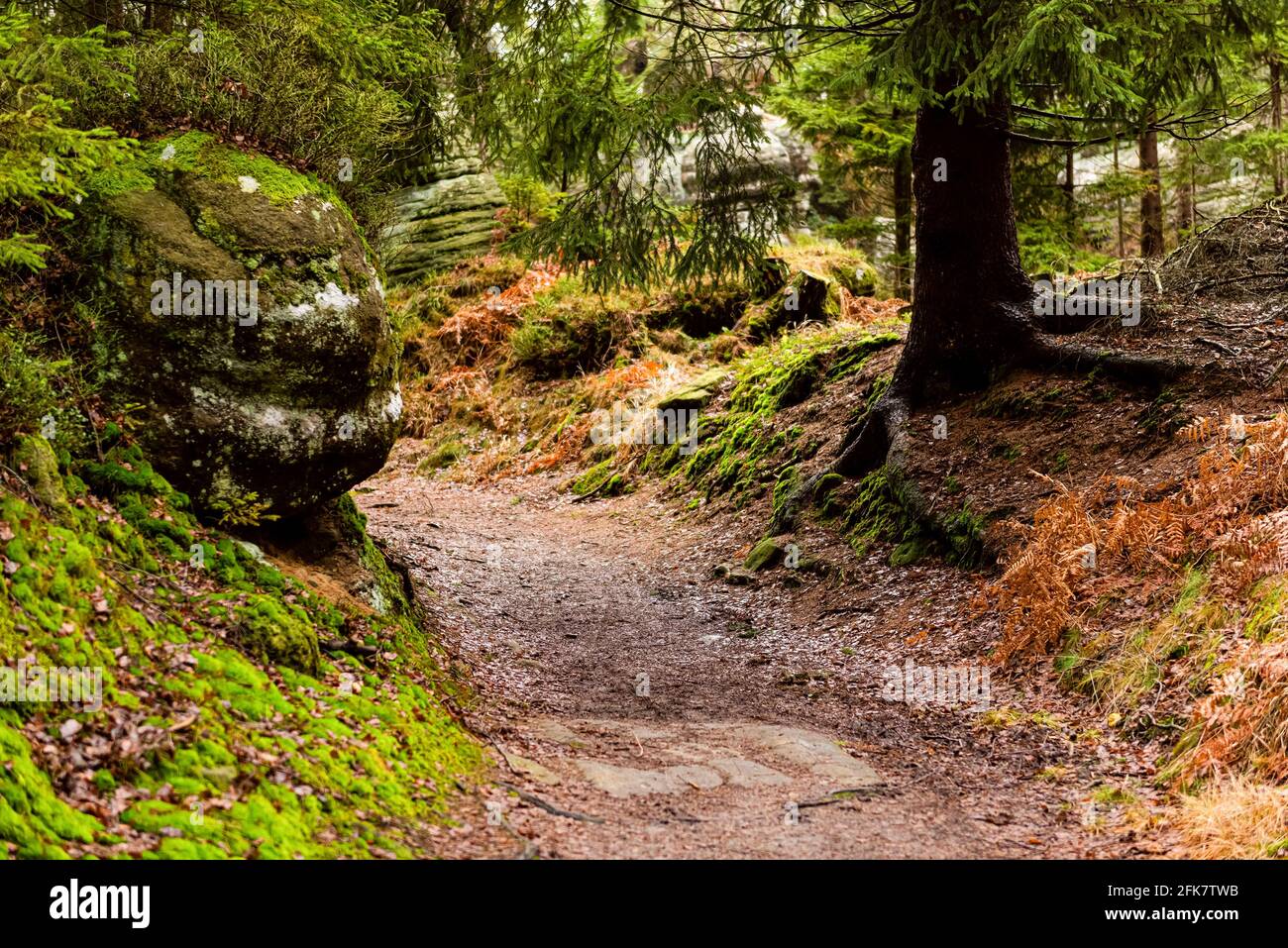 The hike path in a deep forest in table mountain. Natural parkland ...