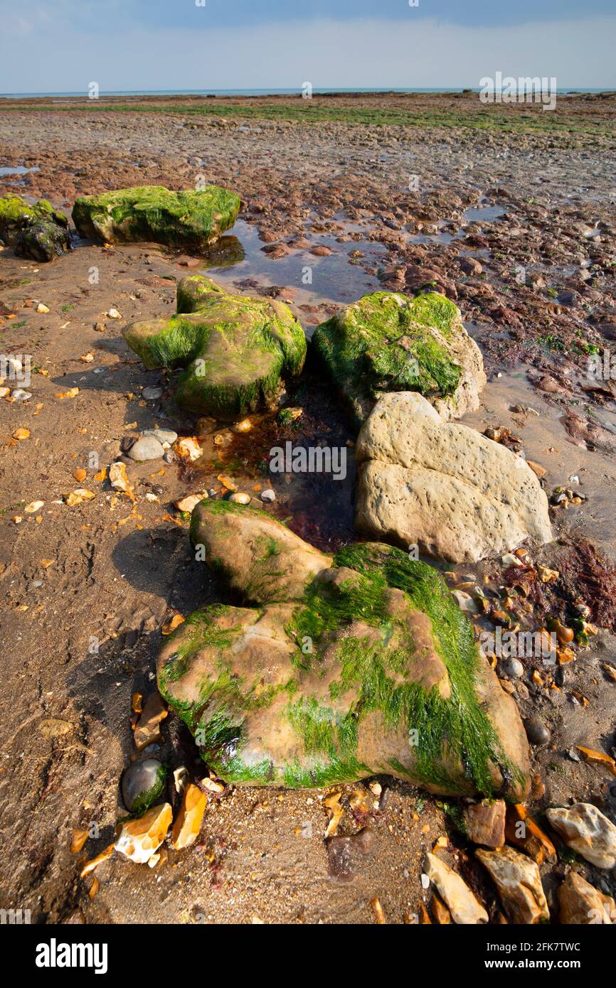 Compton,Bay,Iguanodon,footprint,casts,fossil,fossils,Wealden Beds ...