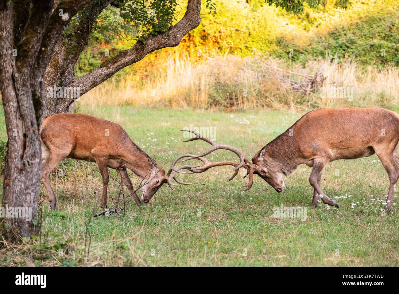 Big Bucks Fighting