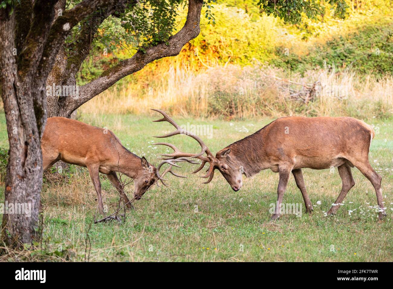 Big buck contest hi-res stock photography and images - Alamy