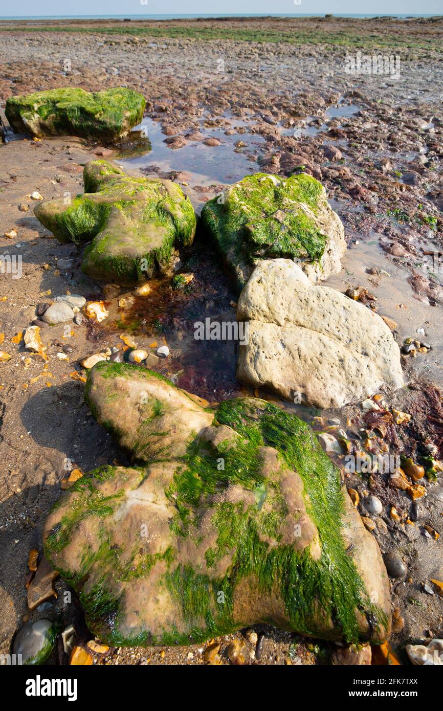 Compton,Bay,Iguanodon,footprint,casts,fossil,fossils,Wealden Beds ...