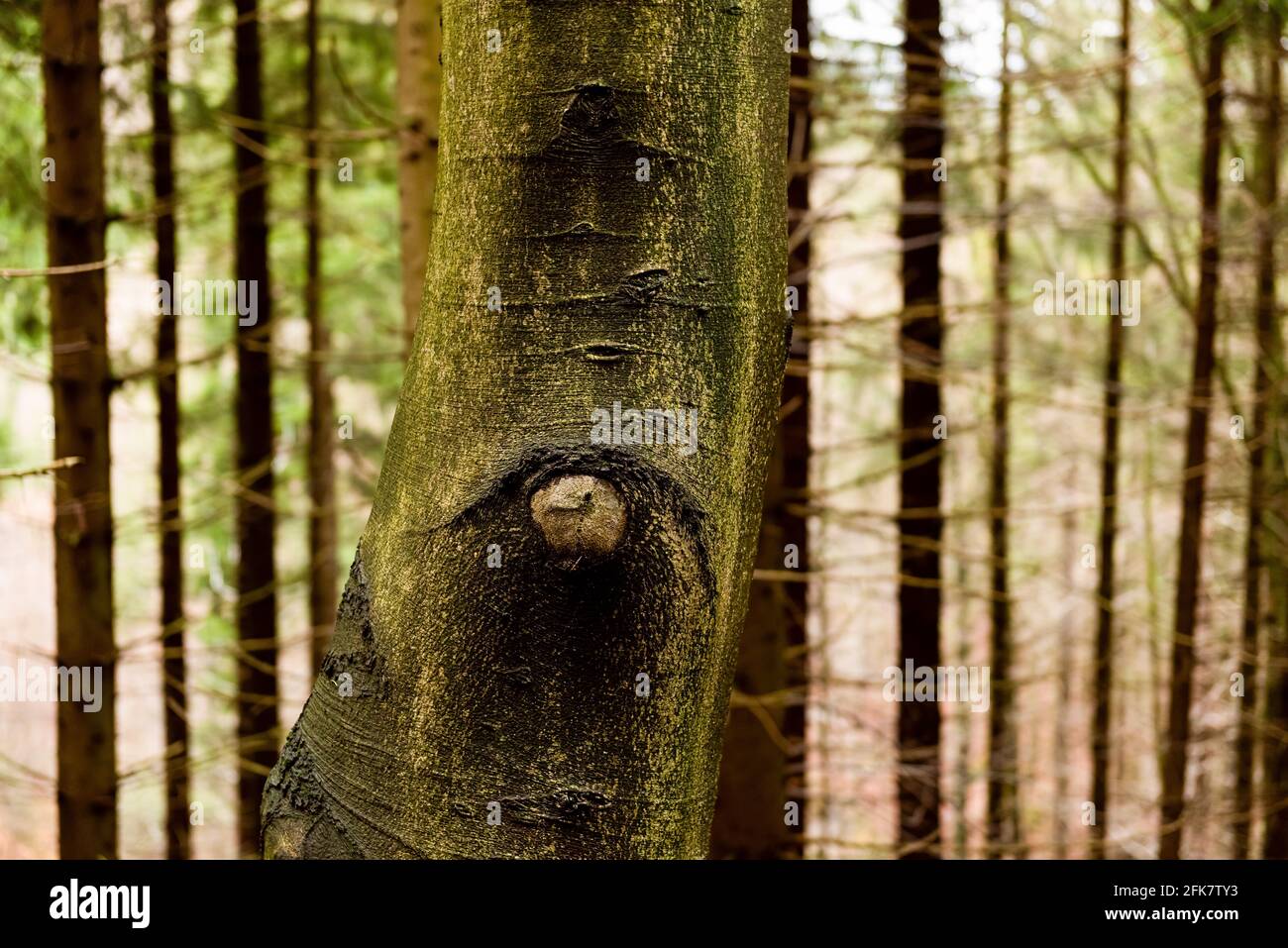 Tree trunk eye in a deep conifer forest. Tree bark in the shape of eyes ...