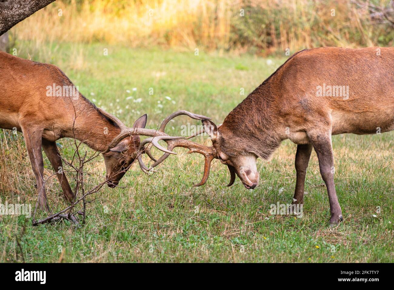 Two male deer fight with their big antlers Stock Photo - Alamy