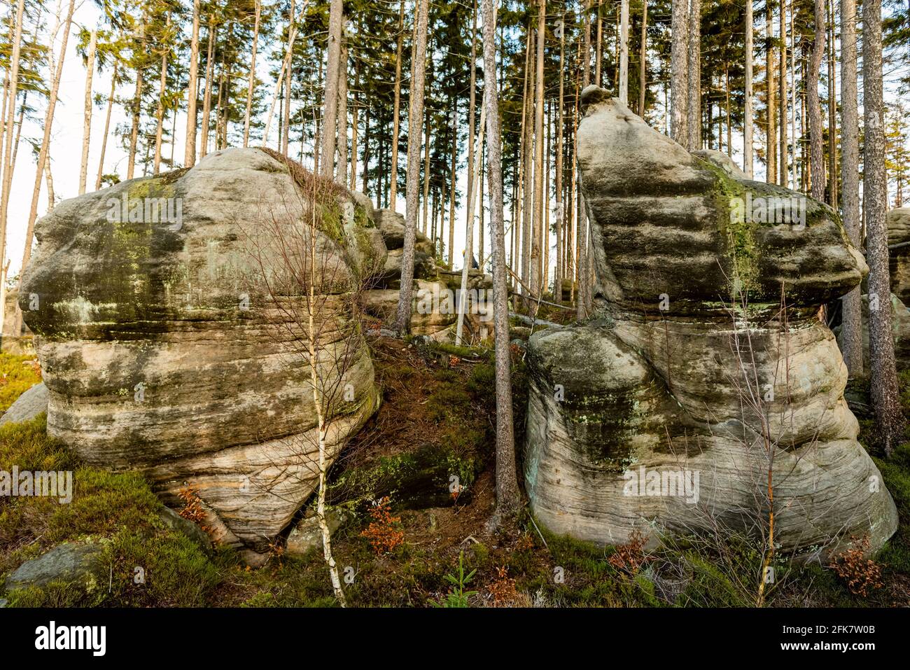 deep forest with stones and rocks of table mountain, wilderness natural ...