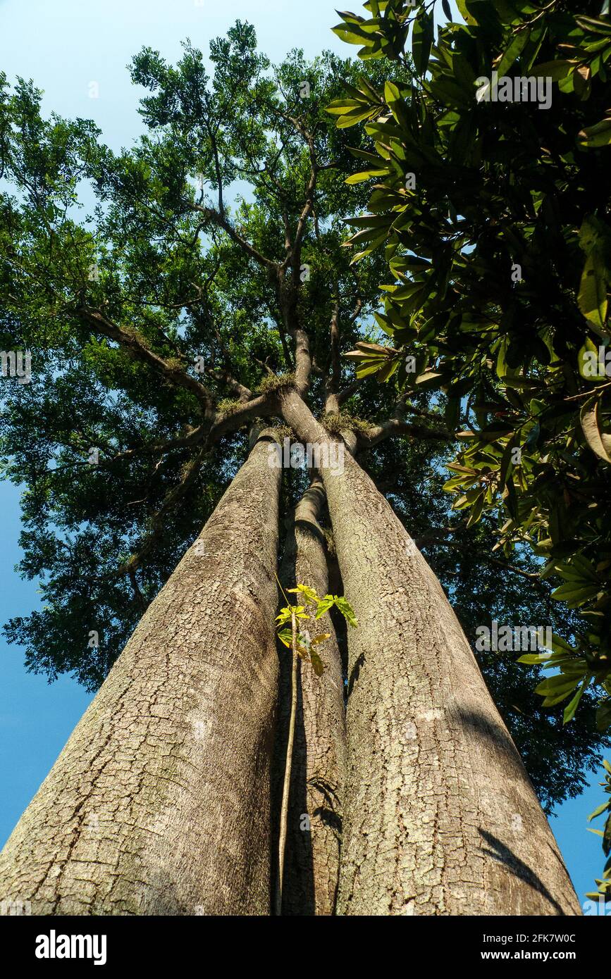 Kandy, Peradeniya botanical garden, Sri Lanka: tree with three trunks ...