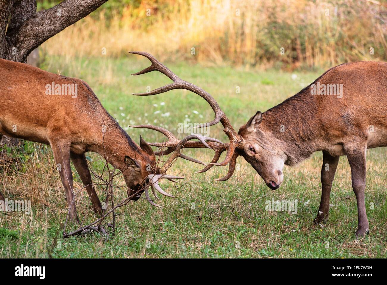 Two male deer fight with their big antlers Stock Photo - Alamy