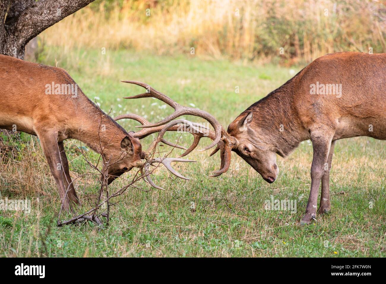 Two male deer fight with their big antlers Stock Photo - Alamy