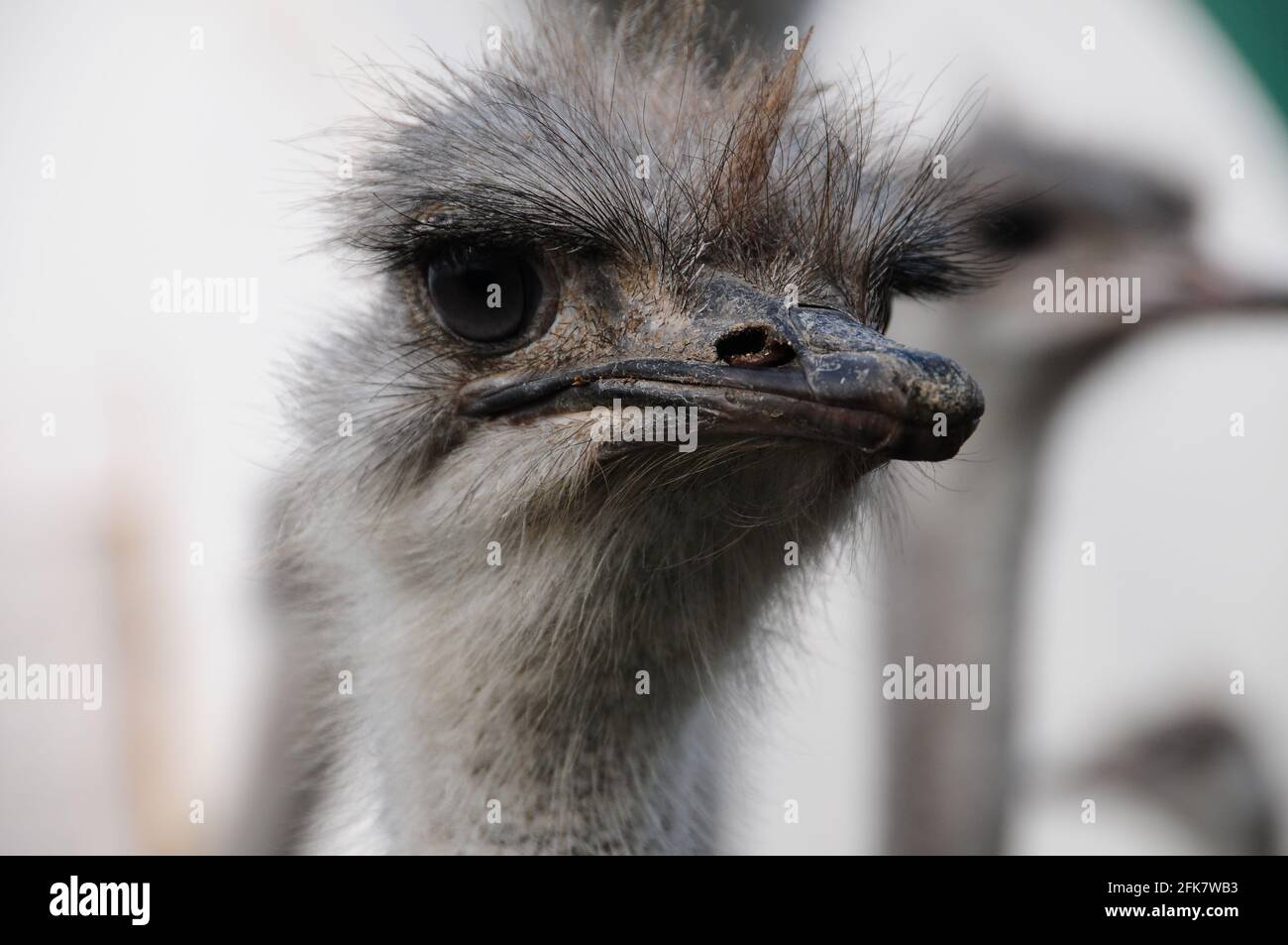 Bird with head plume hi-res stock photography and images - Alamy