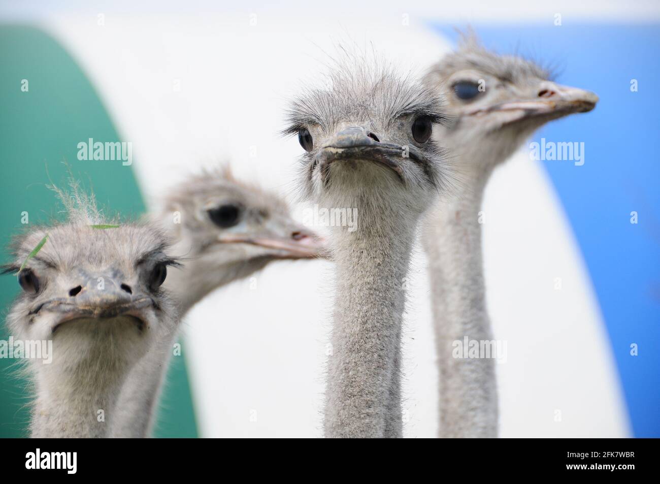 Big bird head hi-res stock photography and images - Alamy