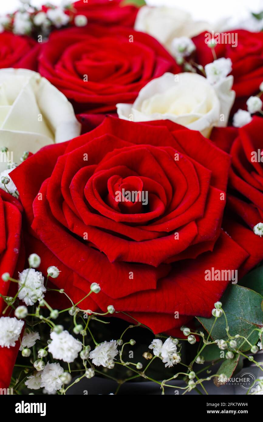 Beautiful bouquet red roses water hi-res stock photography and images ...