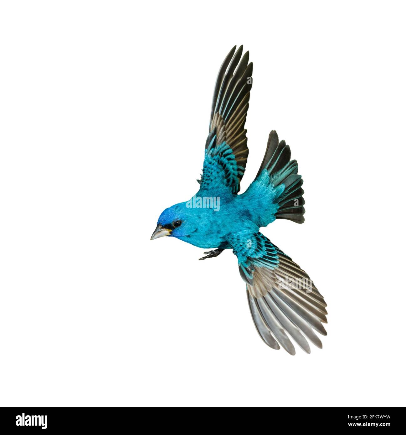 Painted Bunting Flying