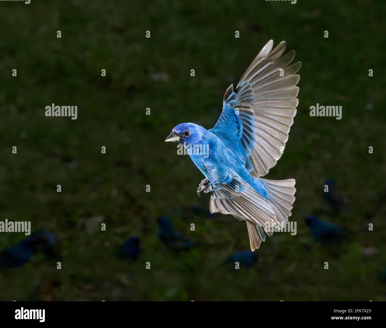 Indigo bunting (Passerina cyanea) male flying, Galveston, Texas, USA ...