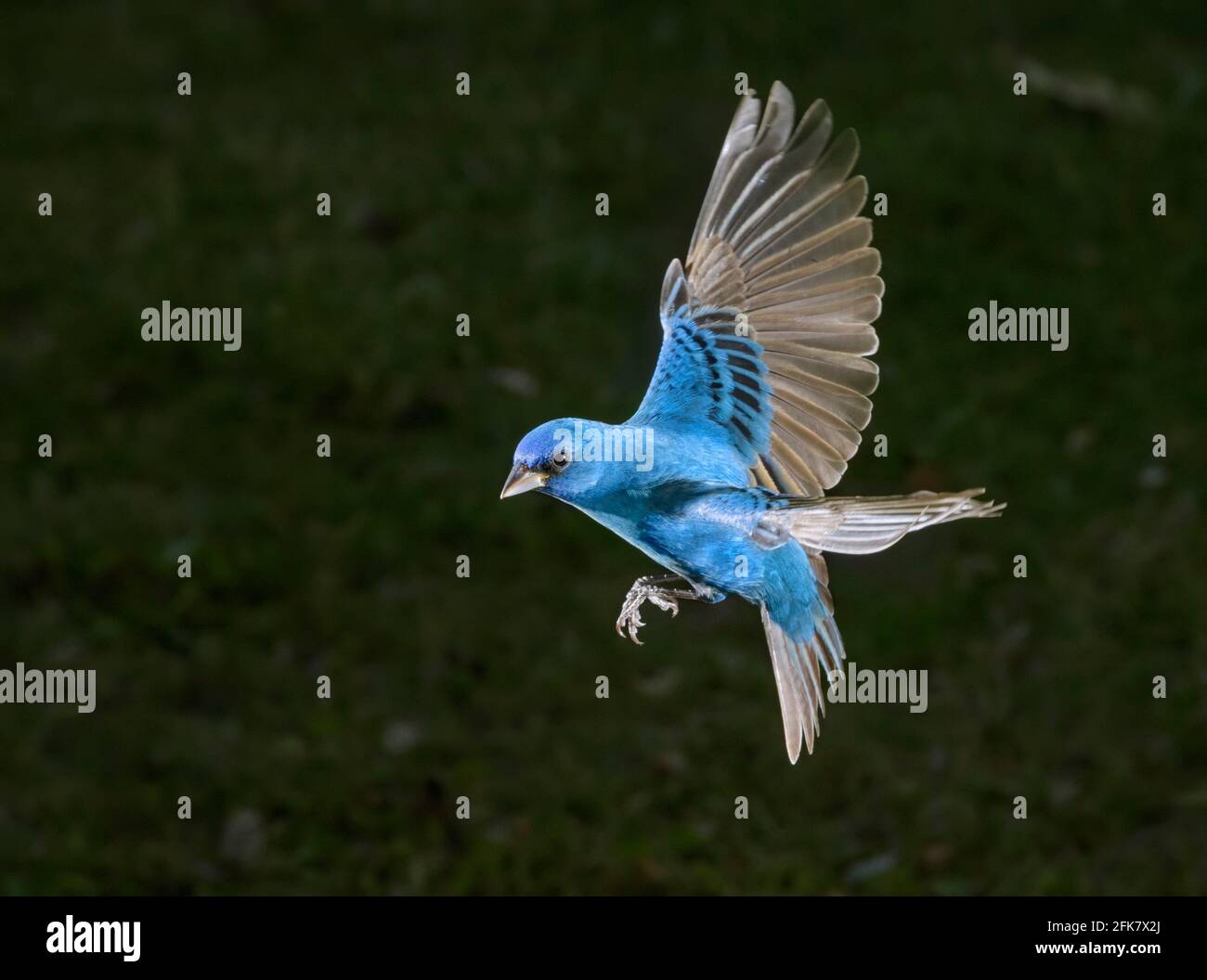 Indigo bunting (Passerina cyanea) male flying, Galveston, Texas, USA ...