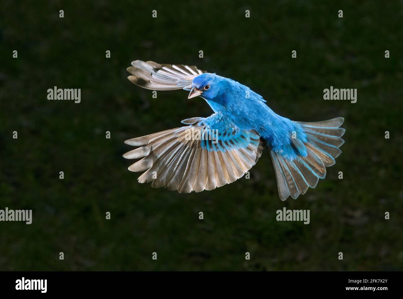 Indigo Bunting Flying
