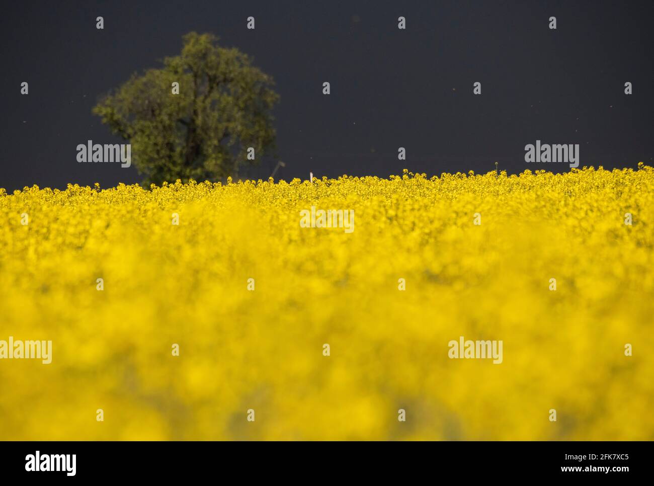 Nieder Erlenbach, Germany. 29th Apr, 2021. Dark storm clouds gather ...