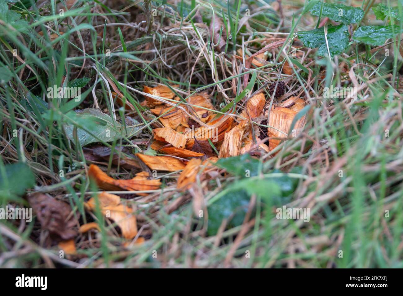 Beaver wood hi-res stock photography and images - Alamy