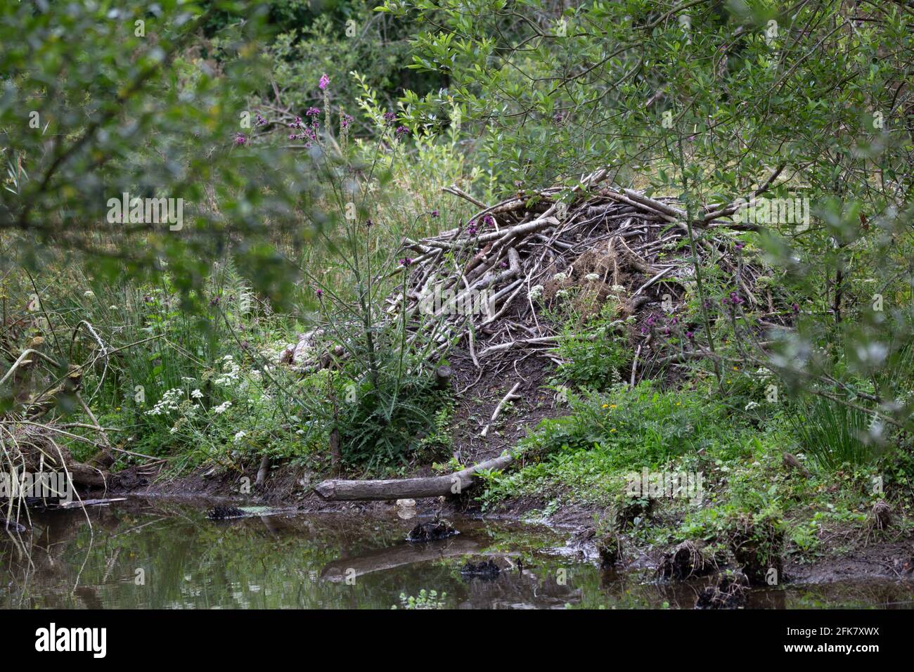Beaver lodge material hi-res stock photography and images - Alamy
