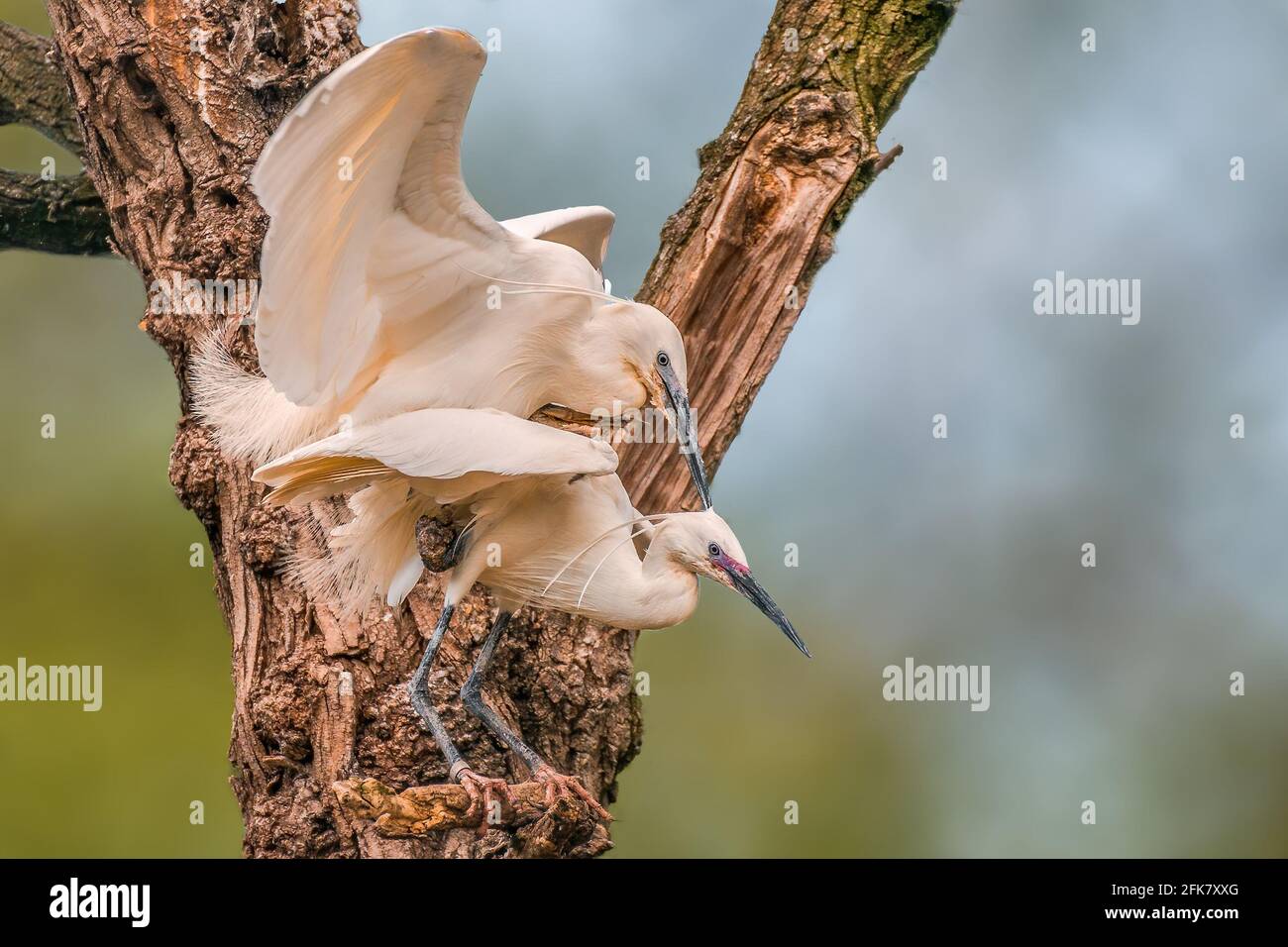 a beautiful colorful bird sits and looks Stock Photo - Alamy