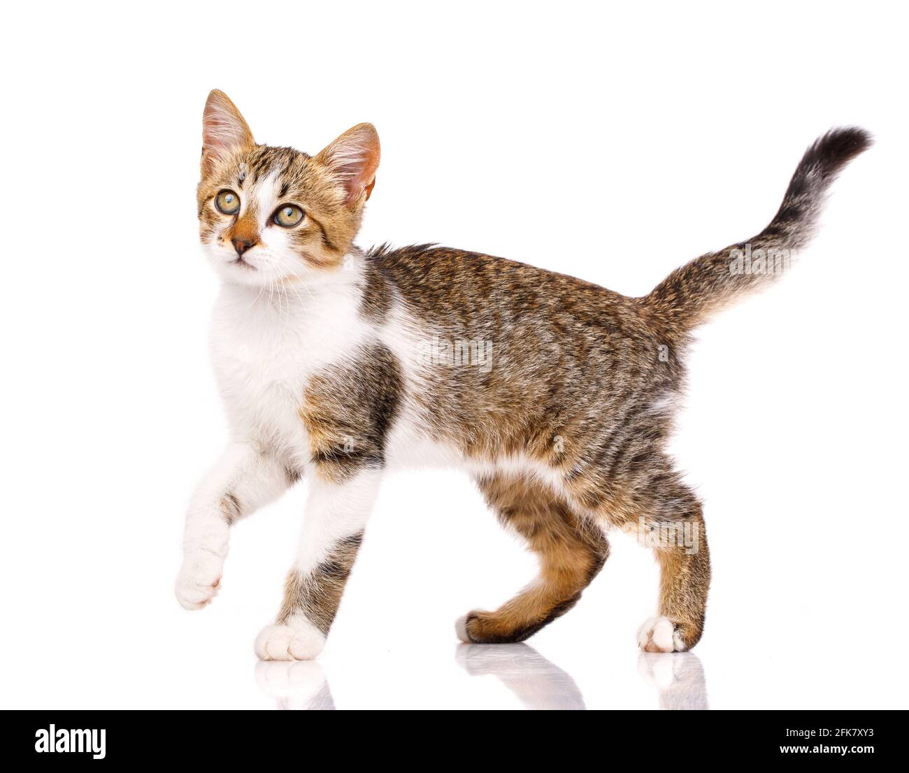 Paw pet love Cut Out Stock Images & Pictures - Alamy