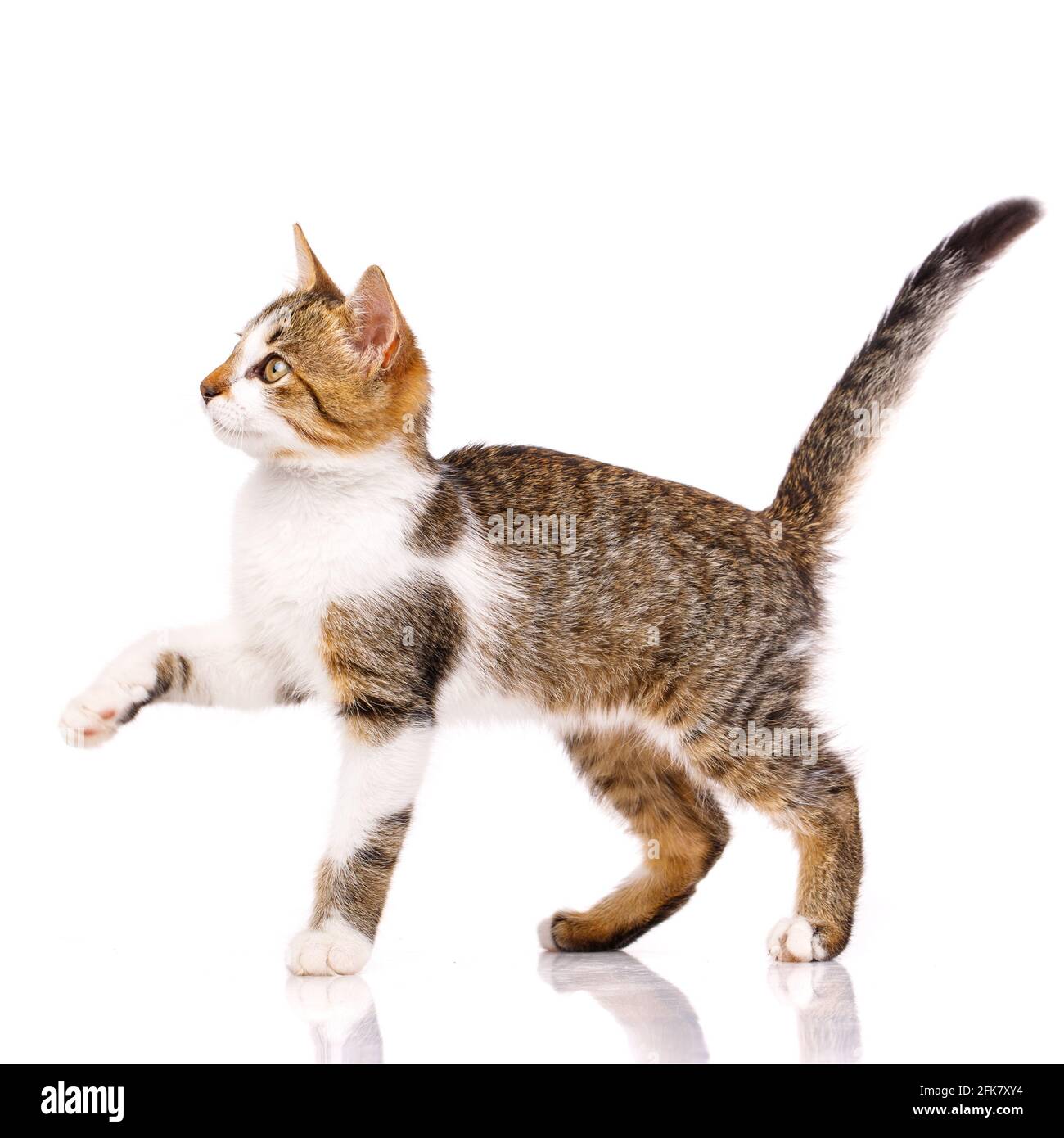 Cat raised paws hi-res stock photography and images - Alamy