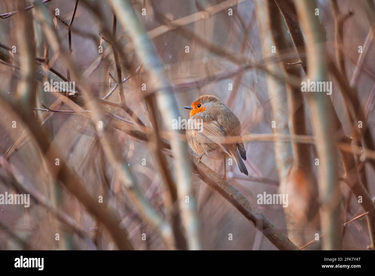 Small bir hi-res stock photography and images - Alamy