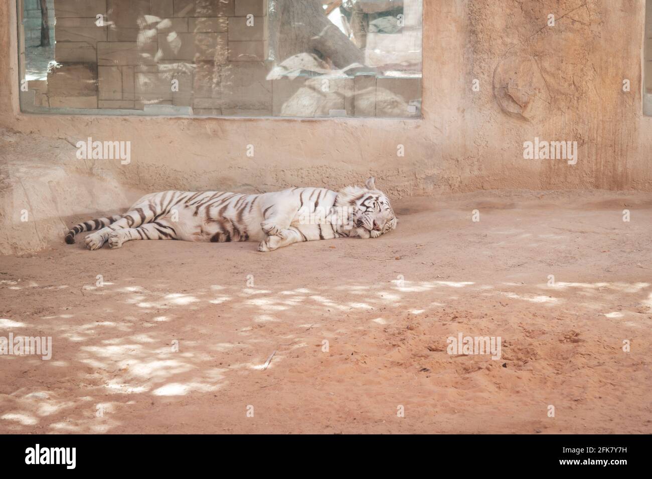 beautiful unique white tiger taking a nap in a zoo in UAE Stock Photo ...
