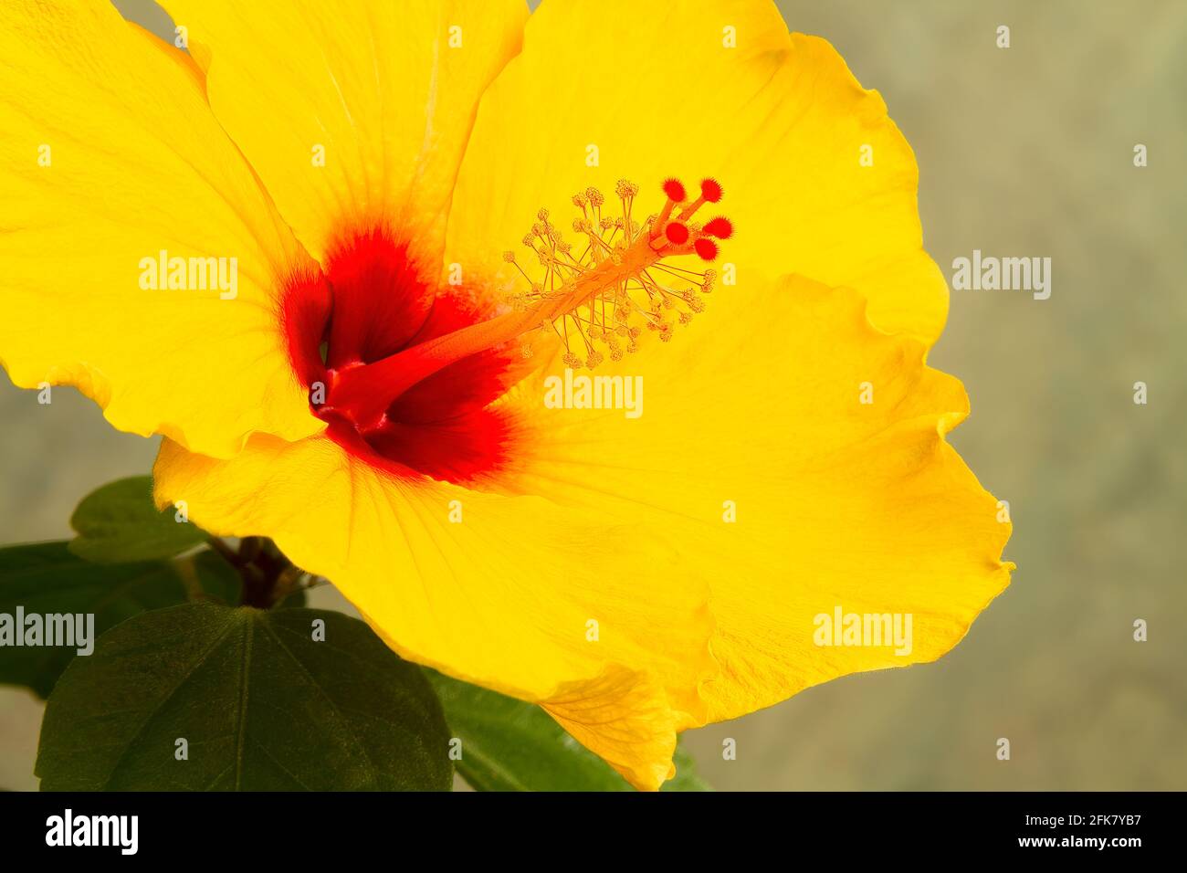 Time lapse opening red flower hi-res stock photography and images - Alamy