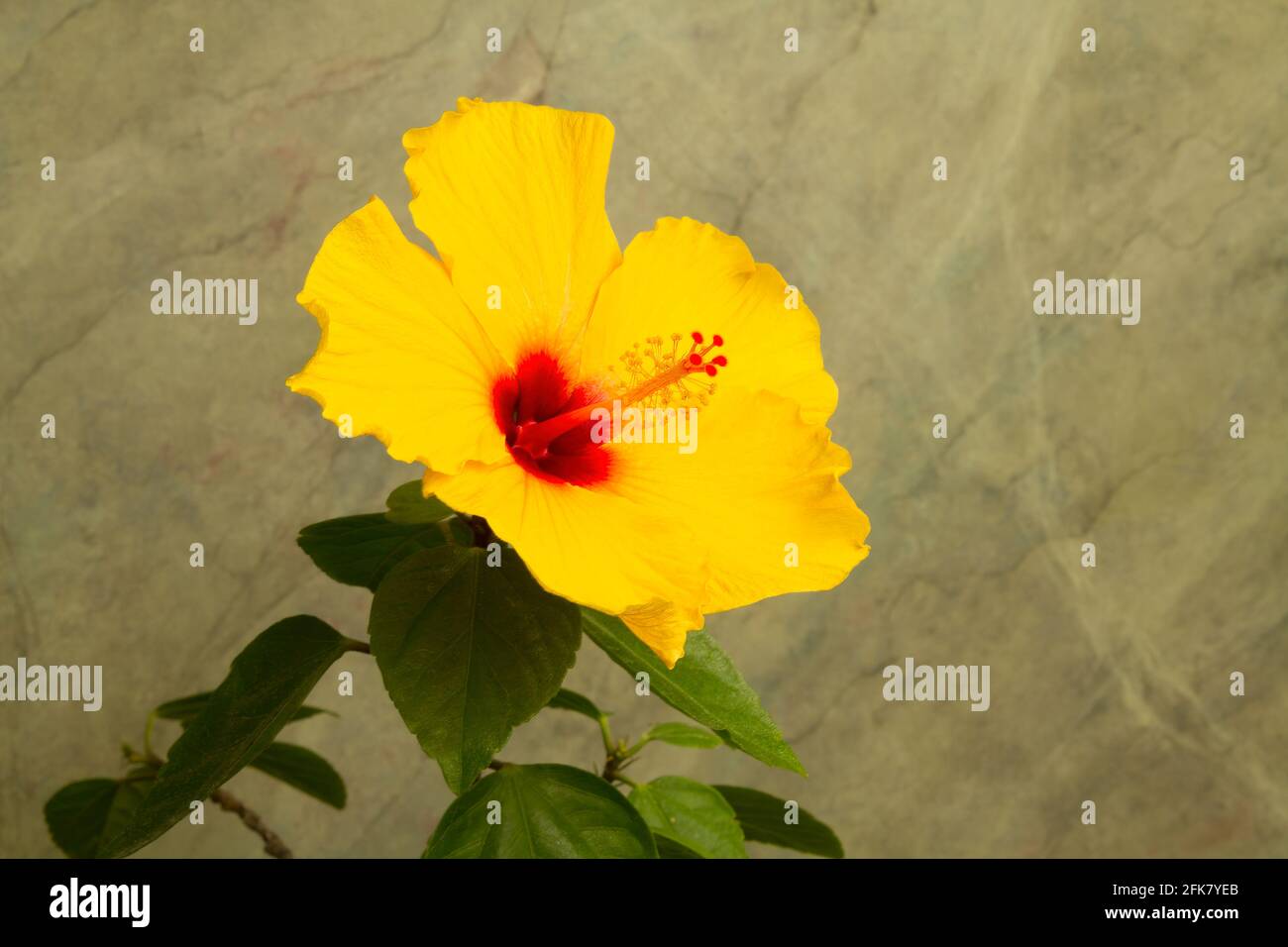 Time lapse bloom flower close hi-res stock photography and images - Alamy