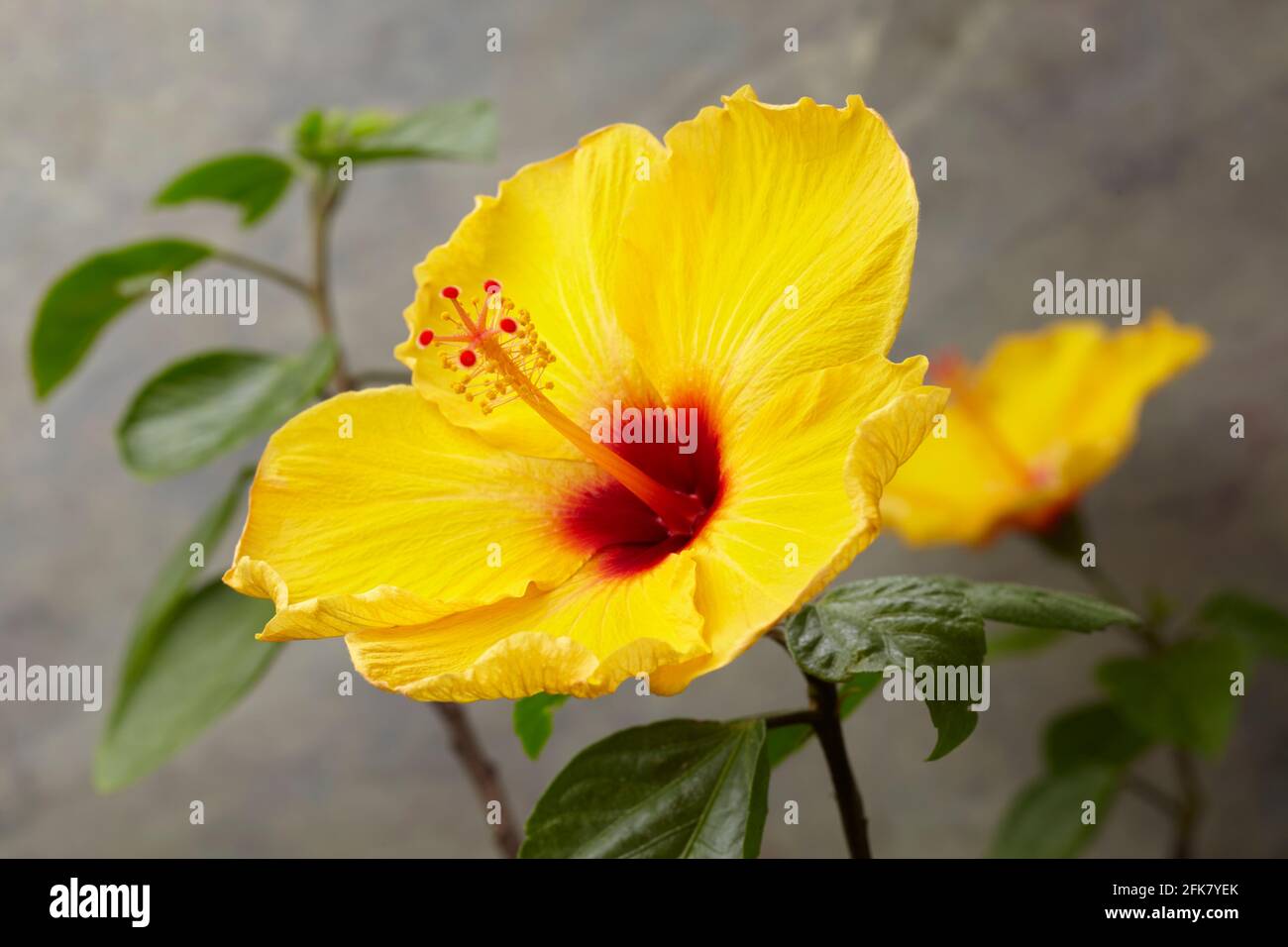 Time lapse opening red flower hi-res stock photography and images - Alamy