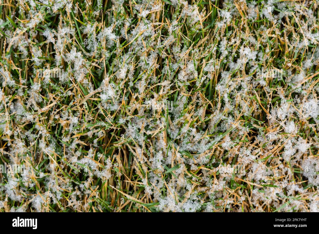 Yellowed grass after spring frost and snow. Lawn care and rescue Stock ...