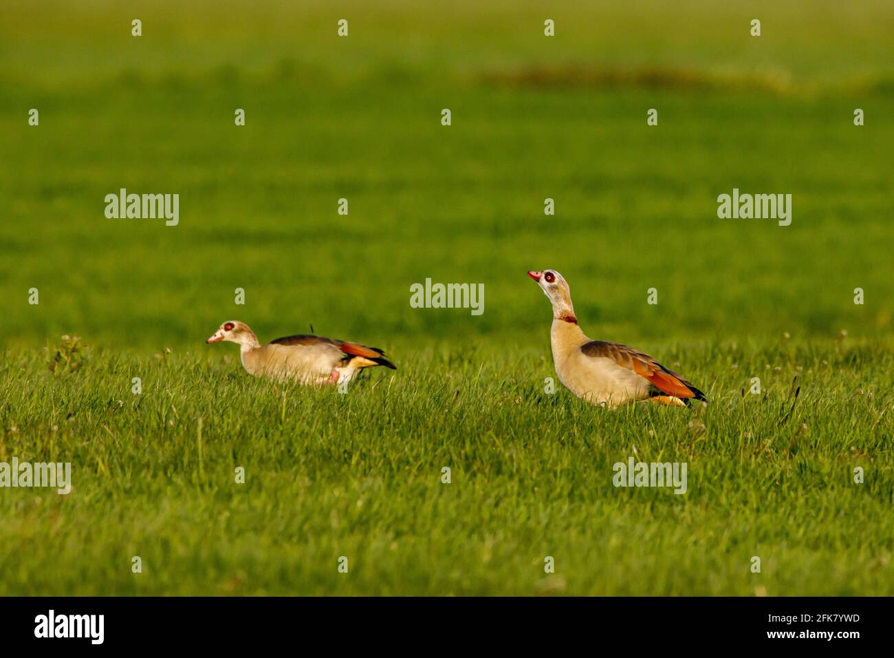 Meadow animals hi-res stock photography and images - Alamy