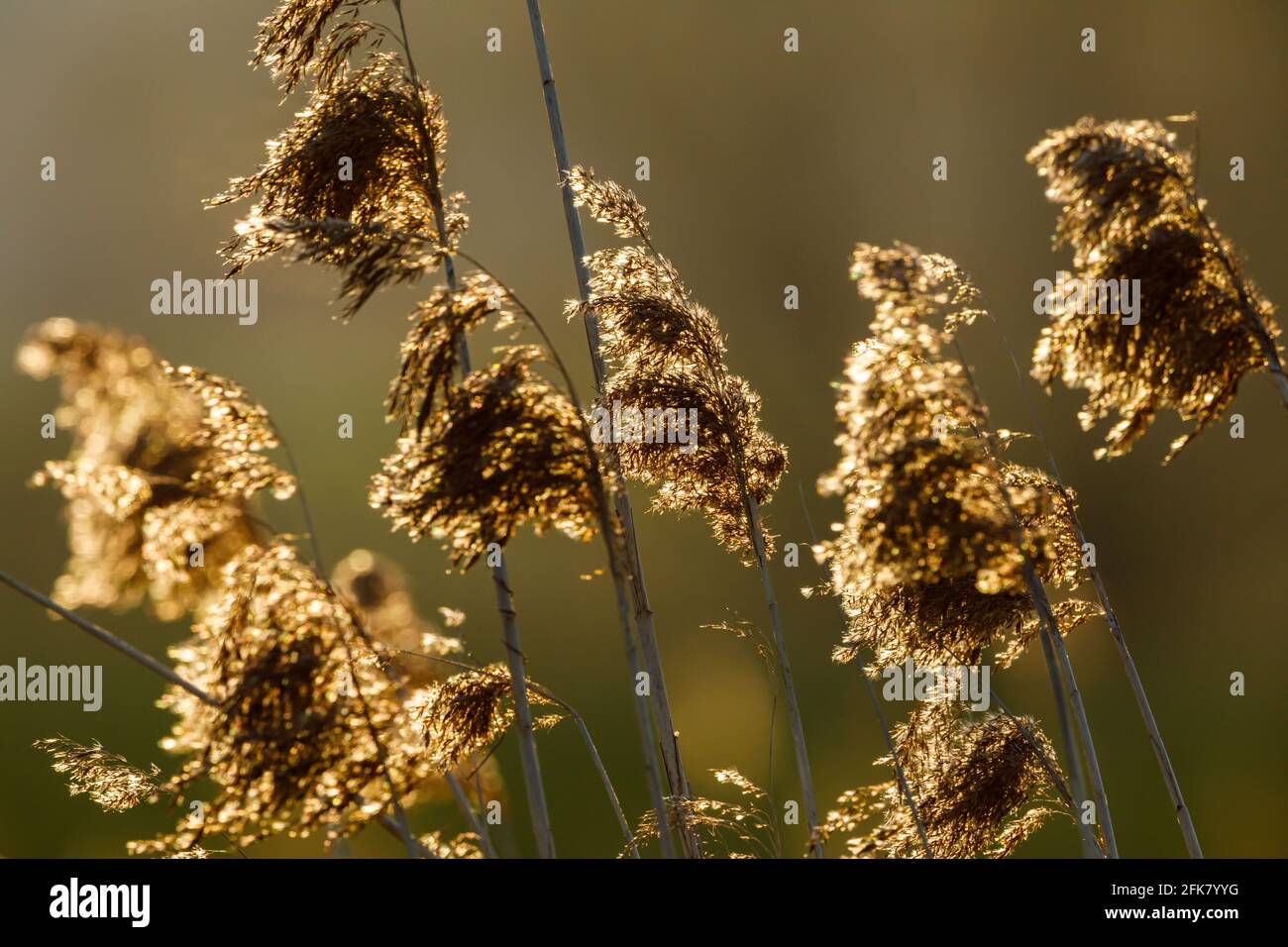 Reed crop hi-res stock photography and images - Alamy