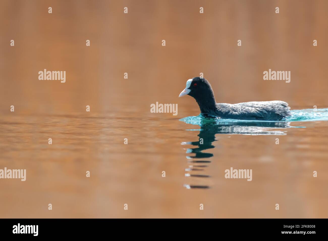 a water bird swims on a lake Stock Photo - Alamy