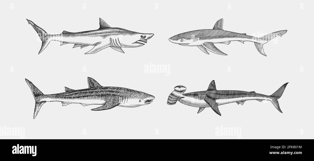 Shark Predation Drawing