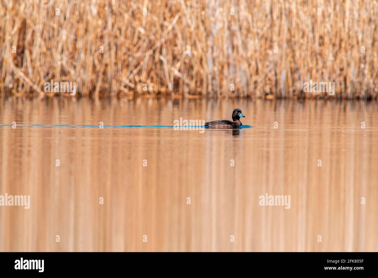 a water bird swims on a lake Stock Photo - Alamy