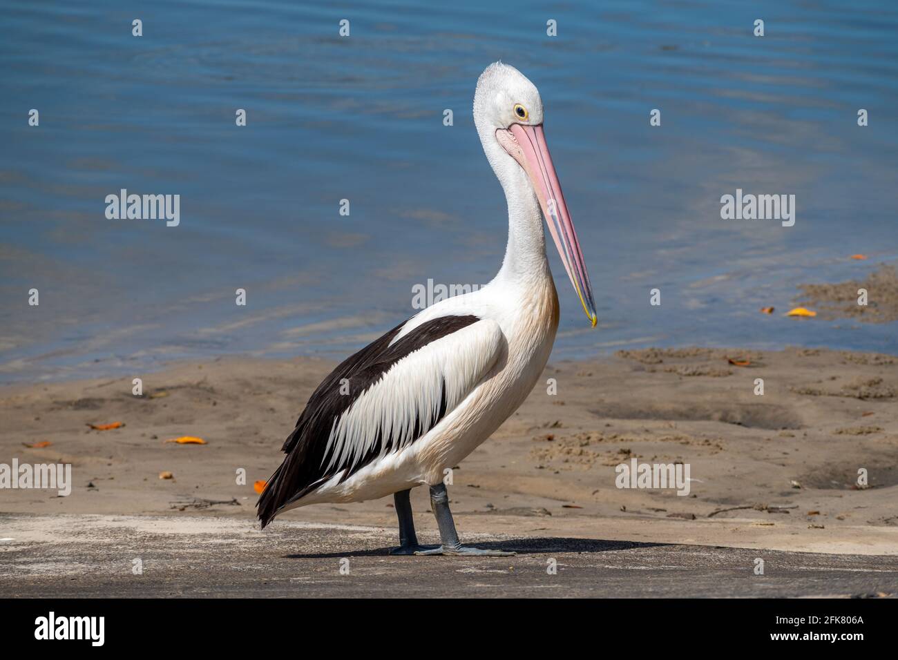 Native pelican hi-res stock photography and images - Alamy