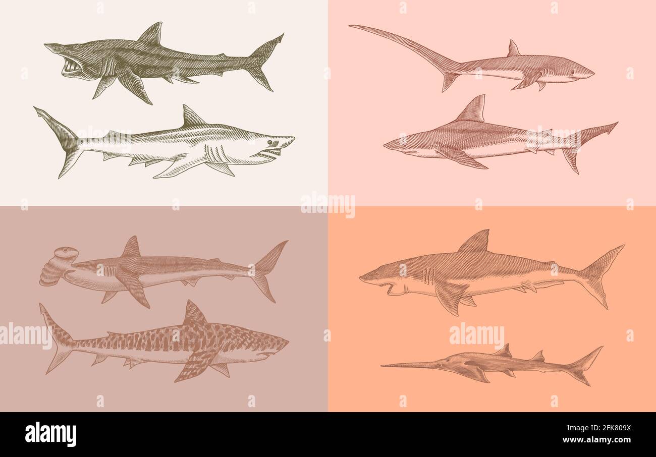 Sharks set.Great white shark, Sixgill sawshark. Basking Sand Tiger ...
