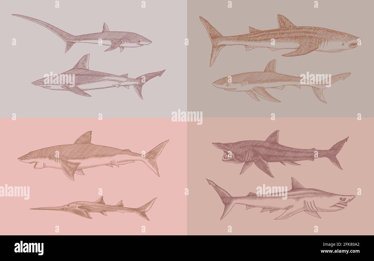 Sharks set.Great white shark, Sixgill sawshark. Basking Sand Tiger ...